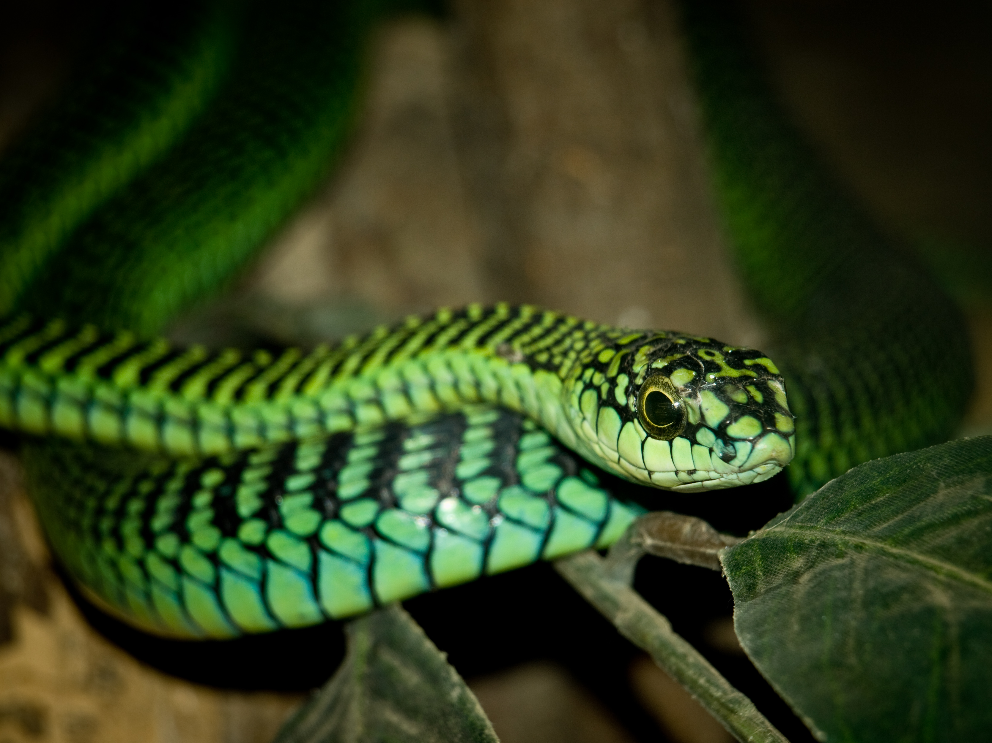 Boomslang Snake Bite