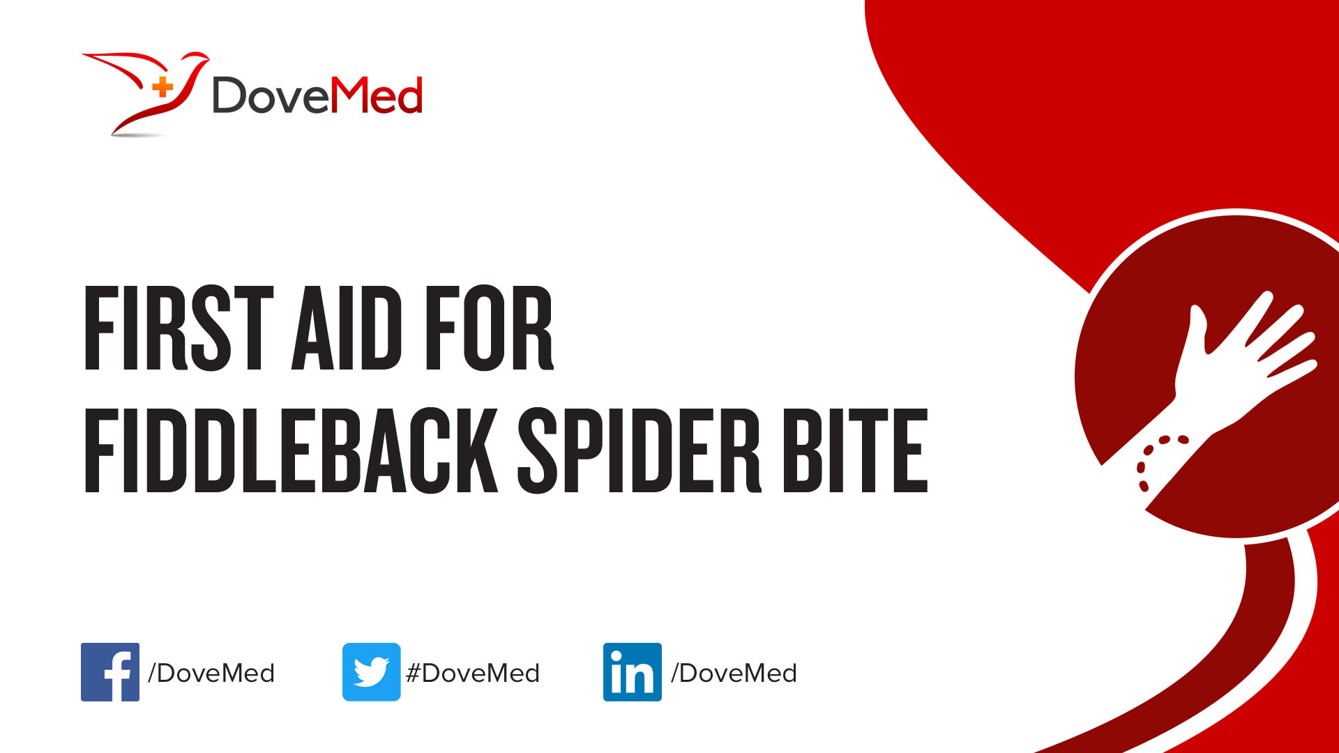 First Aid for Fiddleback Spider Bite