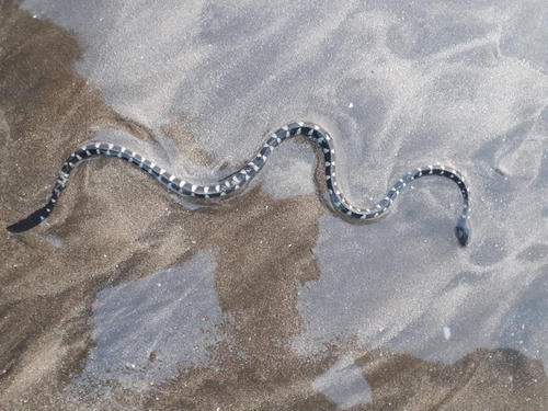 First Aid for Striped Sea Snake Bite