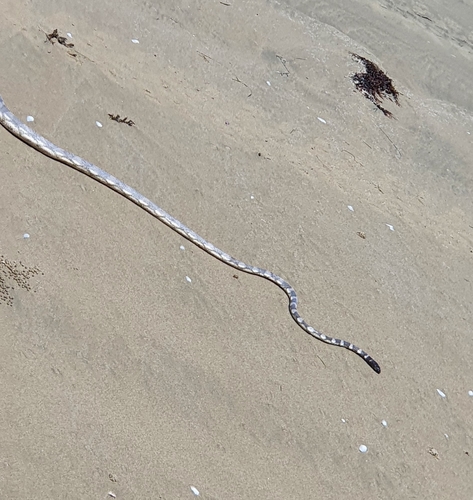 First Aid for Spectacled Sea Snake Bite