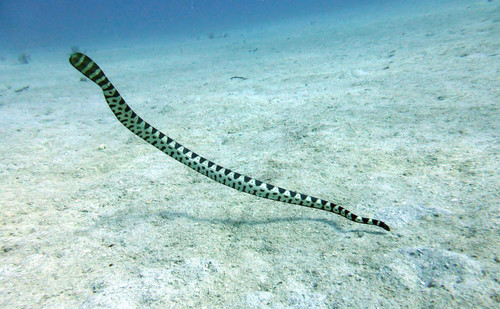 First Aid for Small-Headed Sea Snake Bite