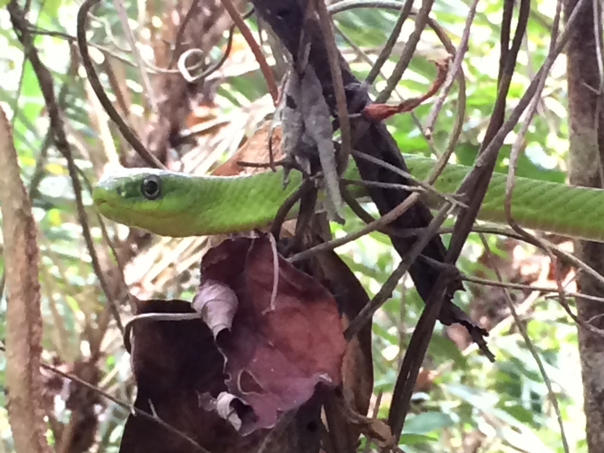 First Aid for Lichtenstein's Green Racer Snake Bite