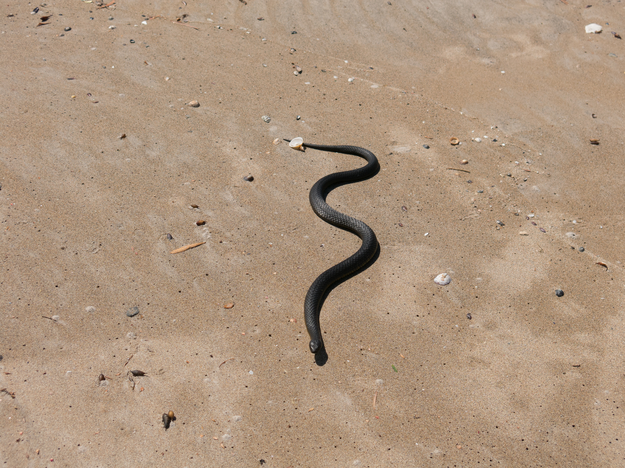 First Aid for Mainland Tiger Snake Bite