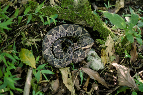 Mexican Jumping Pitviper Snake Bite