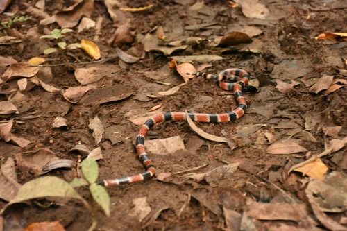 First Aid for Allen's Coral Snake Bite
