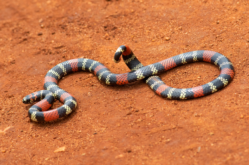 First Aid for Uruguayan Coral Snake Bite