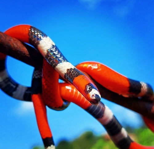 First Aid for Caatinga Coral Snake Bite