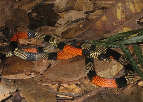 First Aid for Amazon Coral Snake Bite