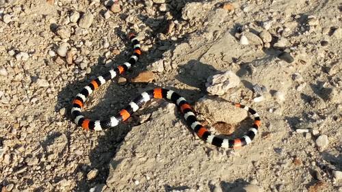 First Aid for Desert Coral Snake Bite