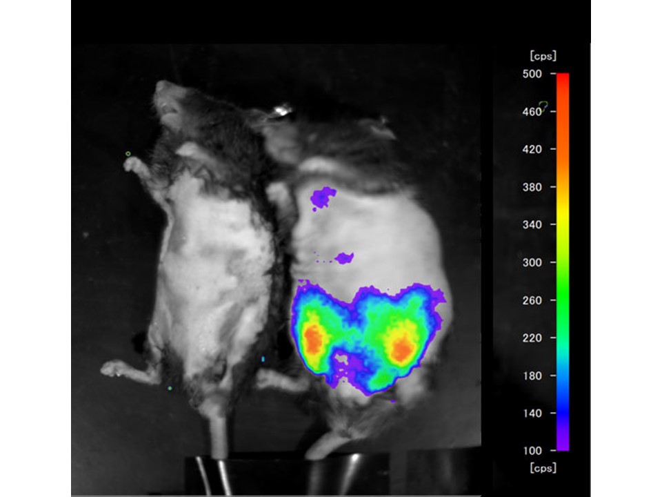 Scientists Aim To Reduce Animals Killed In Drug Testing