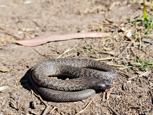First Aid for Blue-Bellied Black Snake Bite