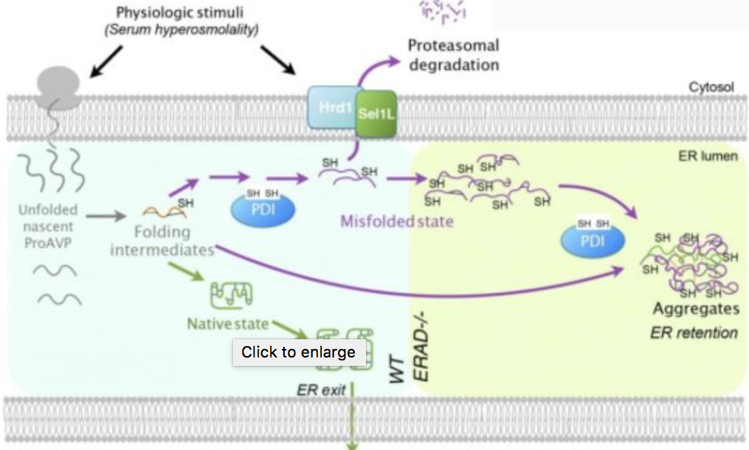 Urine Output To Disease: Study Sheds Light On The Importance Of Hormone ...
