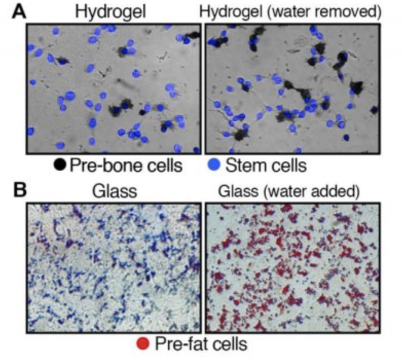 Amount Of Water In Stem Cells Can Determine Its Fate As Fat Or Bone