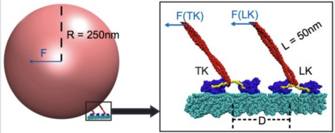 Cell Biology: Kinesins Ignore Weak Forces As They Carry Heavy Loads