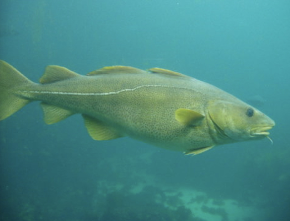 Does Size Matter? Bigger Cod Fish Contain More Mercury