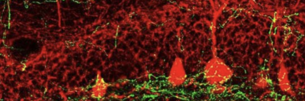 How Do Adult Brain Circuits Regulate New Neuron Production?
