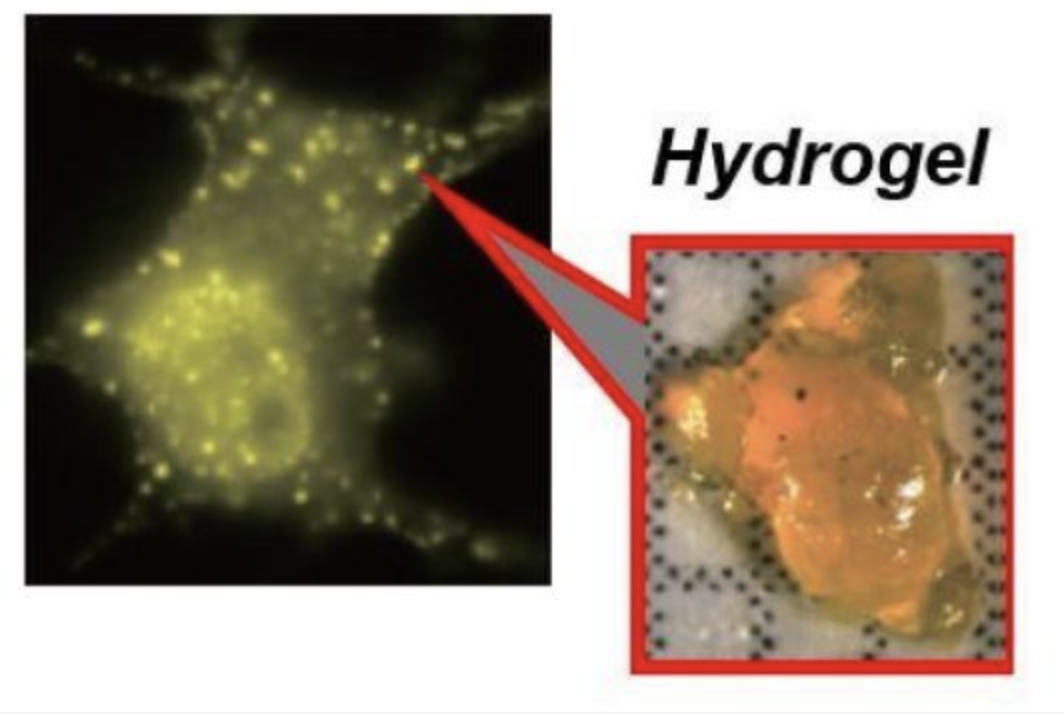 First-ever Protein Hydrogels Made In Living Cells