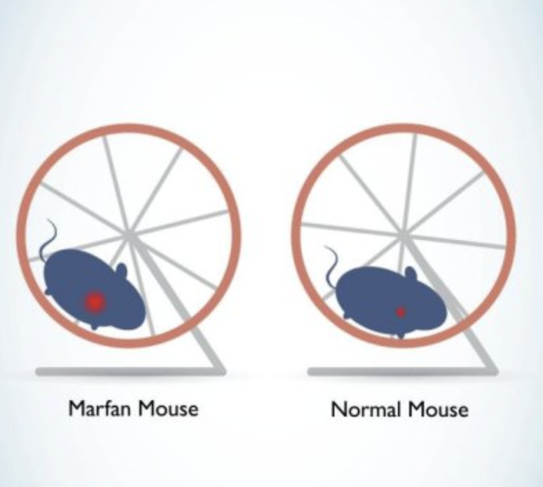 Heart Failure Reversed In Marfan Mice