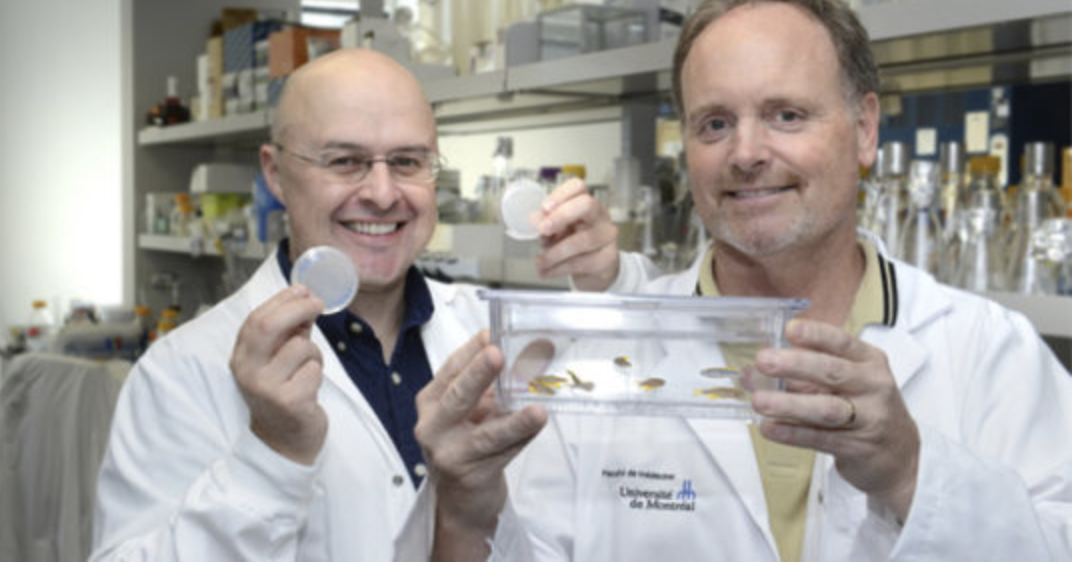 Discovery Of A Promising Medication For Amyotrophic Lateral Sclerosis (Als)