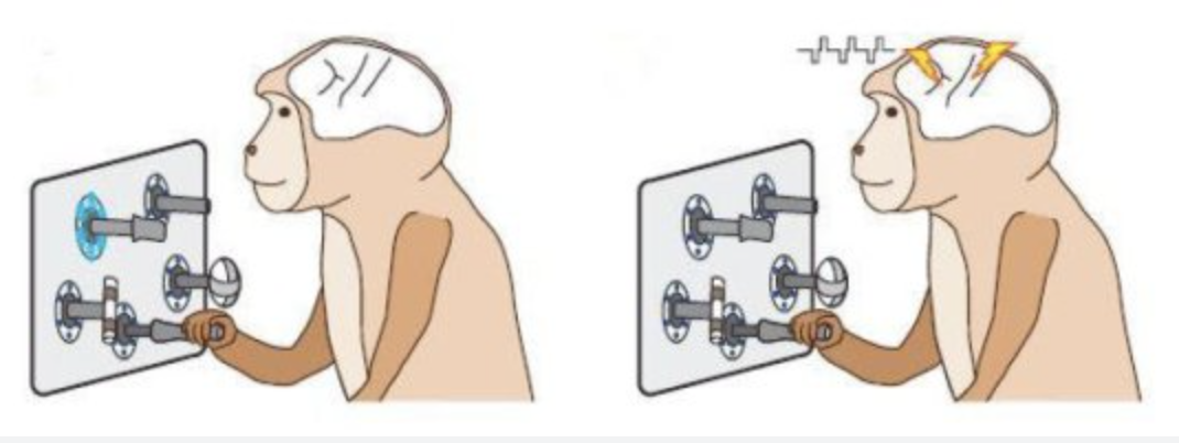 Monkey Feel, Monkey Do: Microstimulation In Premotor Cortex Can ...