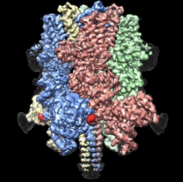 Cryo-EM Reveals 'Crown-like' Structure Of Protein Responsible For ...