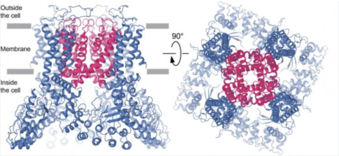 Electron Microscope Images Reveal How Cells Absorb A Vital Mineral