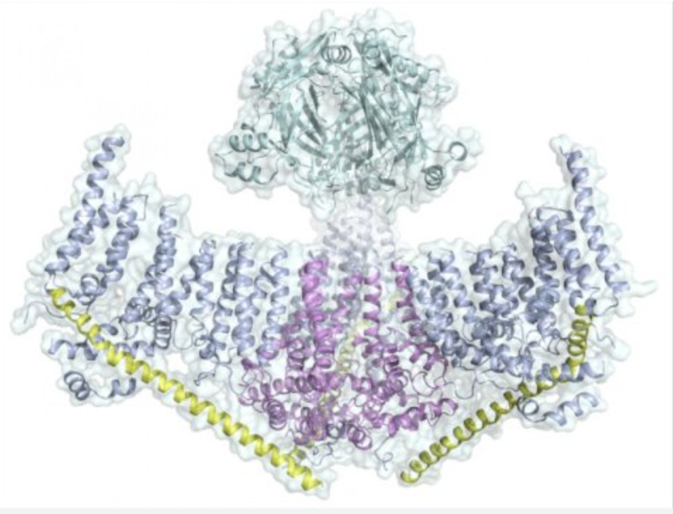 Breaking Up (Protein Complexes) Is Hard To Do, But New Study Shows How