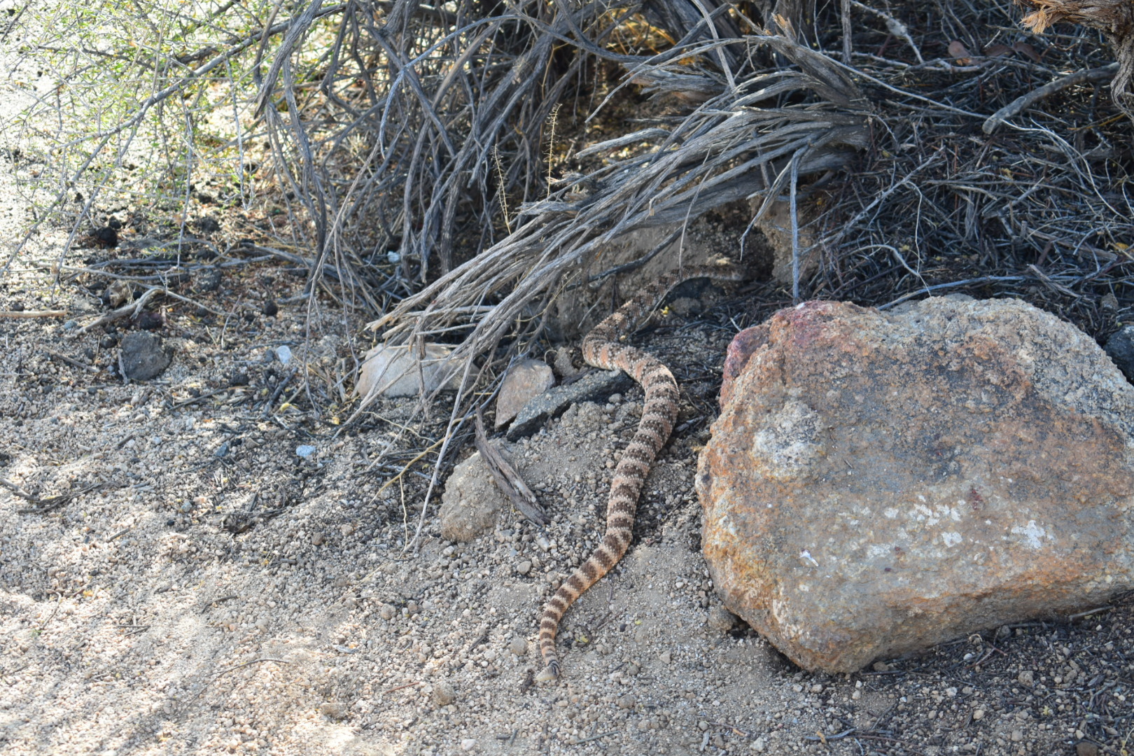 First Aid for Southwestern Speckled Rattlesnake Bite