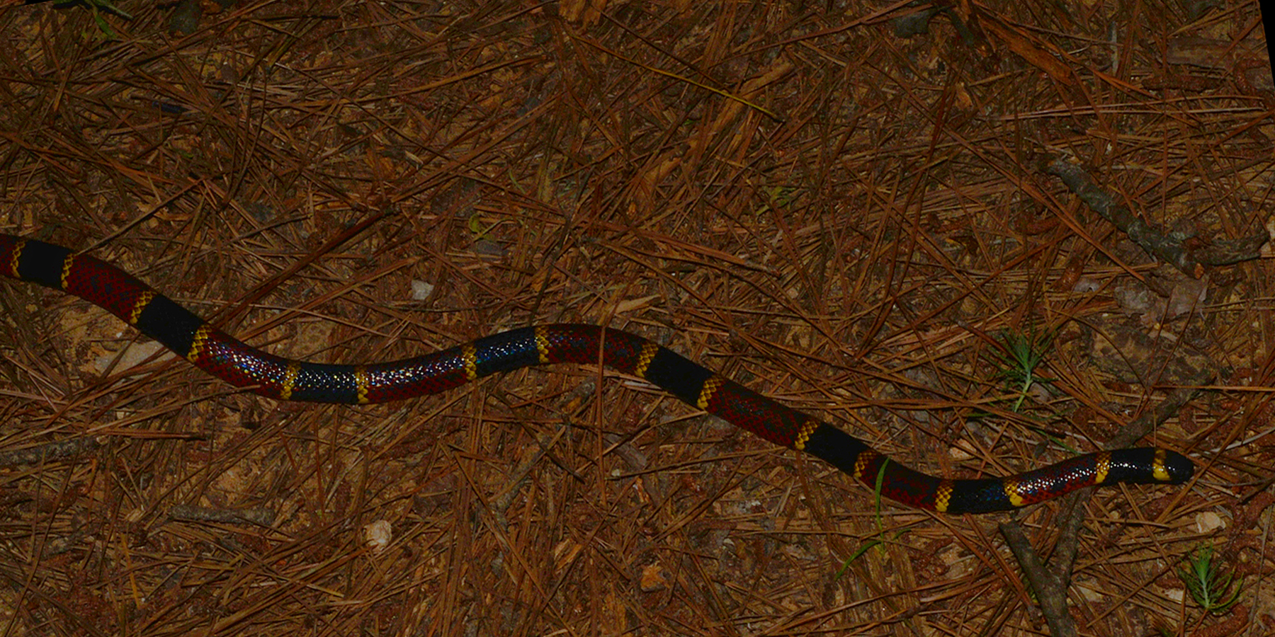 Texas Coral Snake Bite