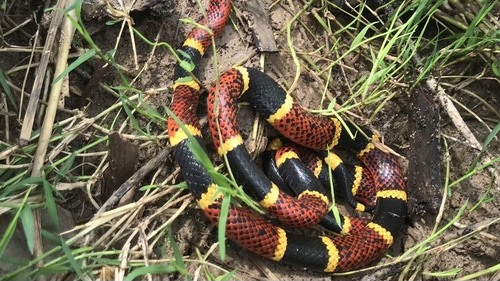 First Aid for Texas Coral Snake Bite