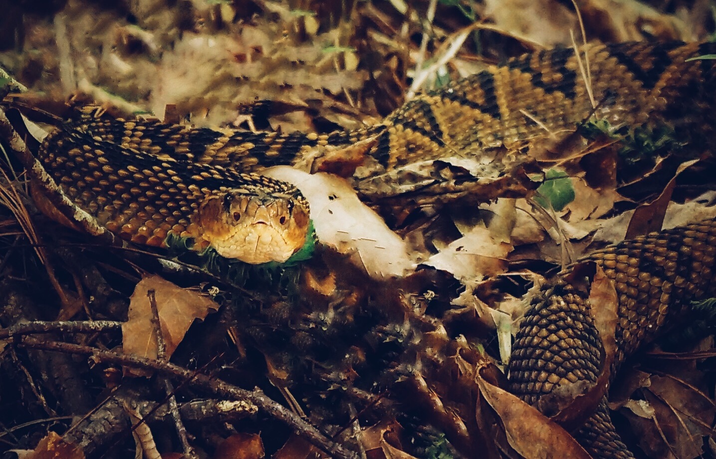 Totonacan Rattlesnake Bite