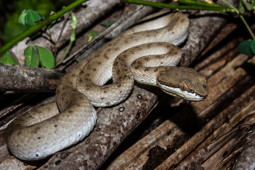 Nicobar Bamboo Pitviper Snake Bite