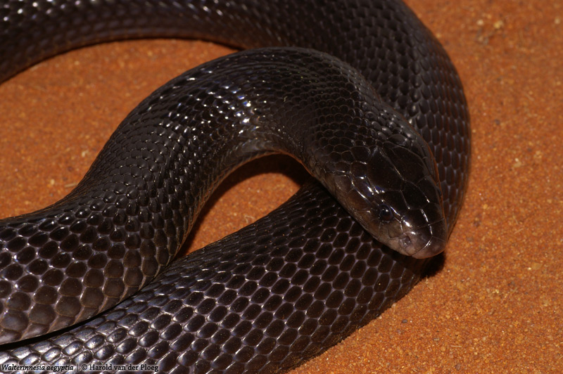 Western Black Desert Cobra Snake Bite