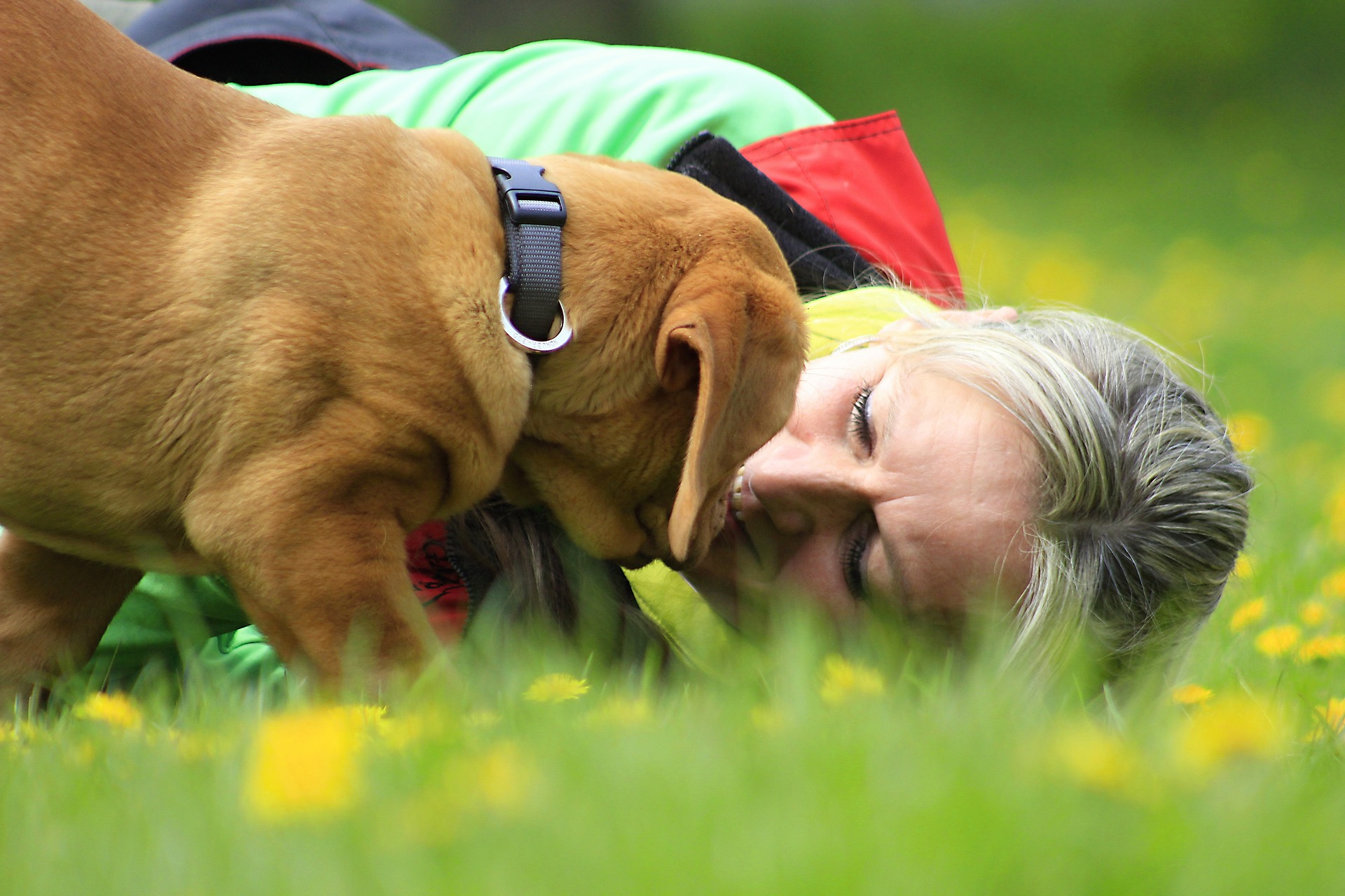 Poll: Pets Help Older Adults Cope With Health Issues, Get Active And ...