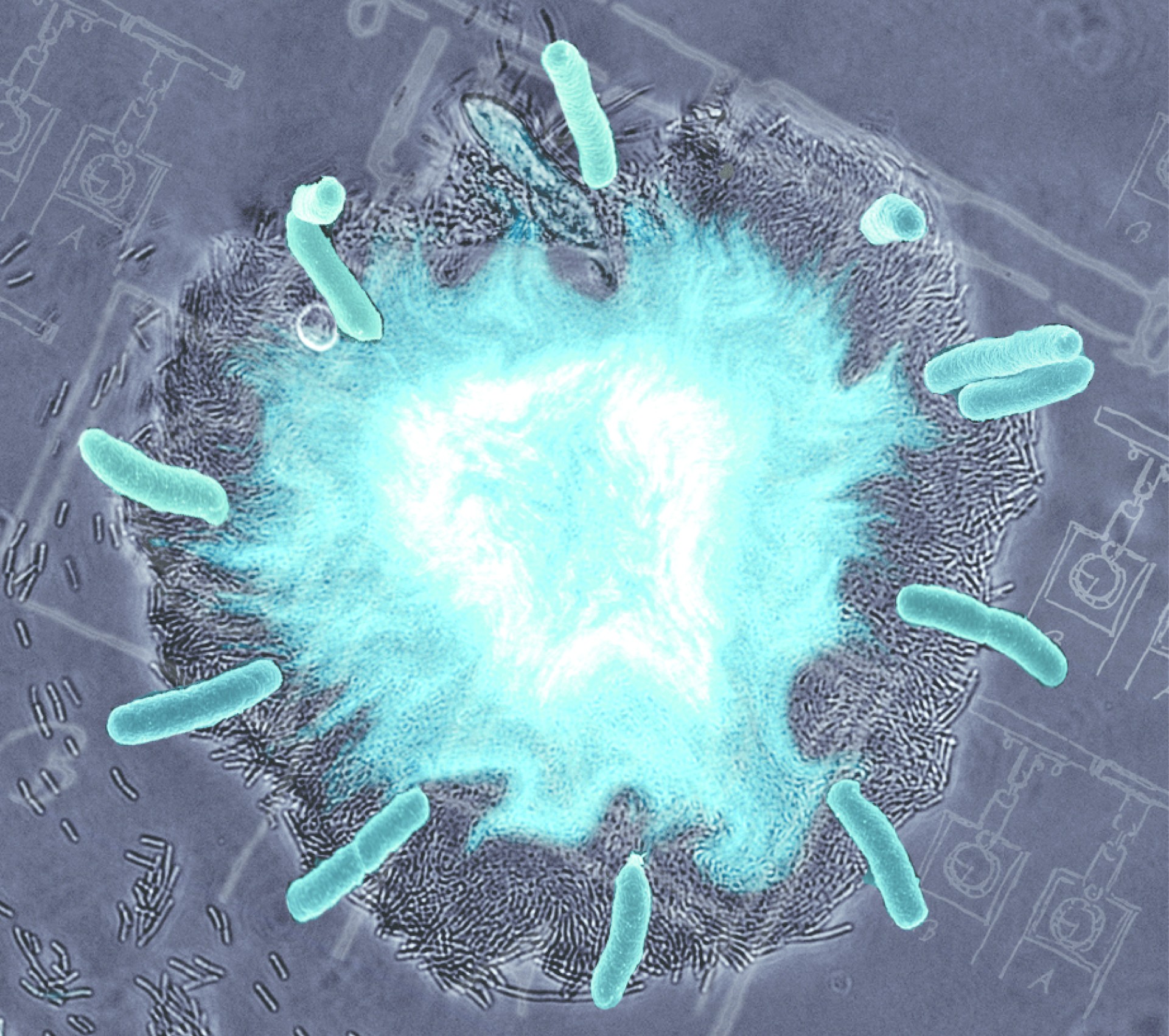 Novel PET Tracer Identifies Most Bacterial Infections